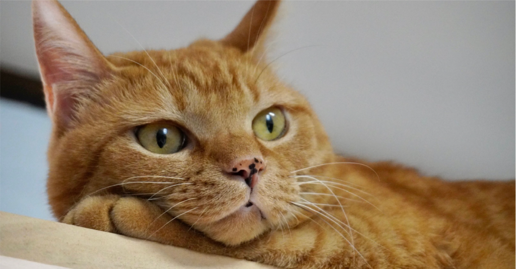 SAKAMOTO MAYU | グラフィックデザイナー・WEBデザイナーさかもとまゆのポートフォリオサイトです